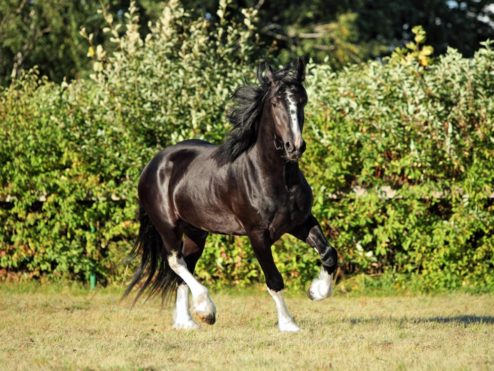 Shire Horse | Animalife