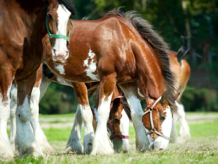 Clydesdale Horse | Animalife