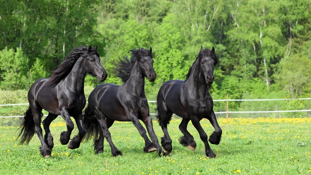 Friesian Horse Animalife Friesian Horse Animalife