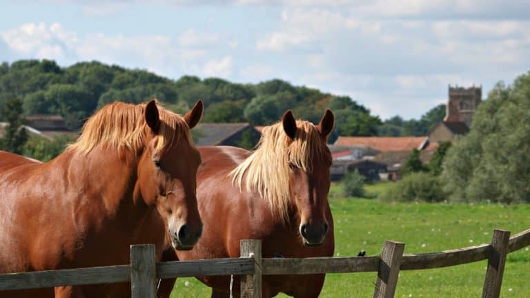 Suffolk Punch | Animalife