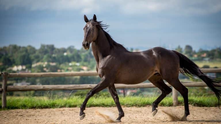 Thoroughbred Horse | Animalife