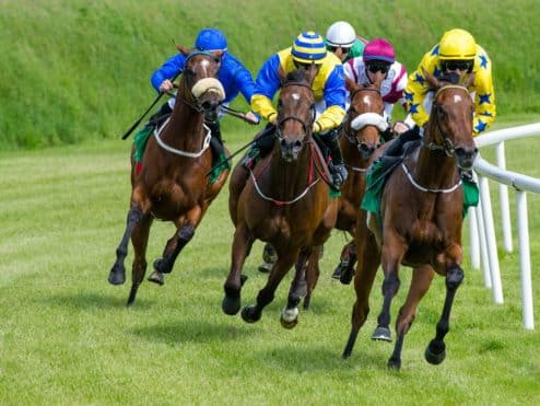 Thoroughbred Horse | Animalife