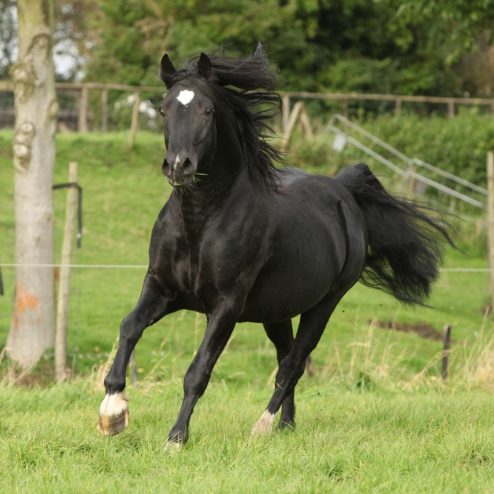 Welsh Cob | Animalife