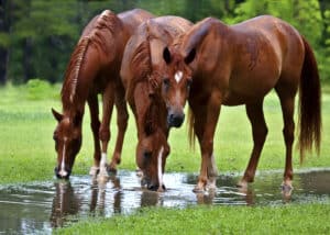 Rain Scald in Horses: Treatment & Prevention | Animalife