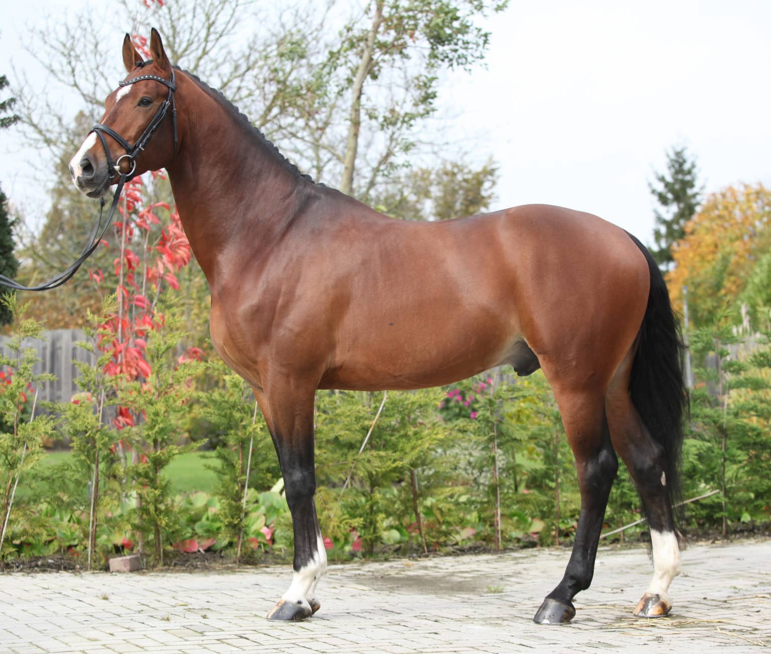 Dutch Warmblood Horse: Origins, Care & Key Facts | Animalife