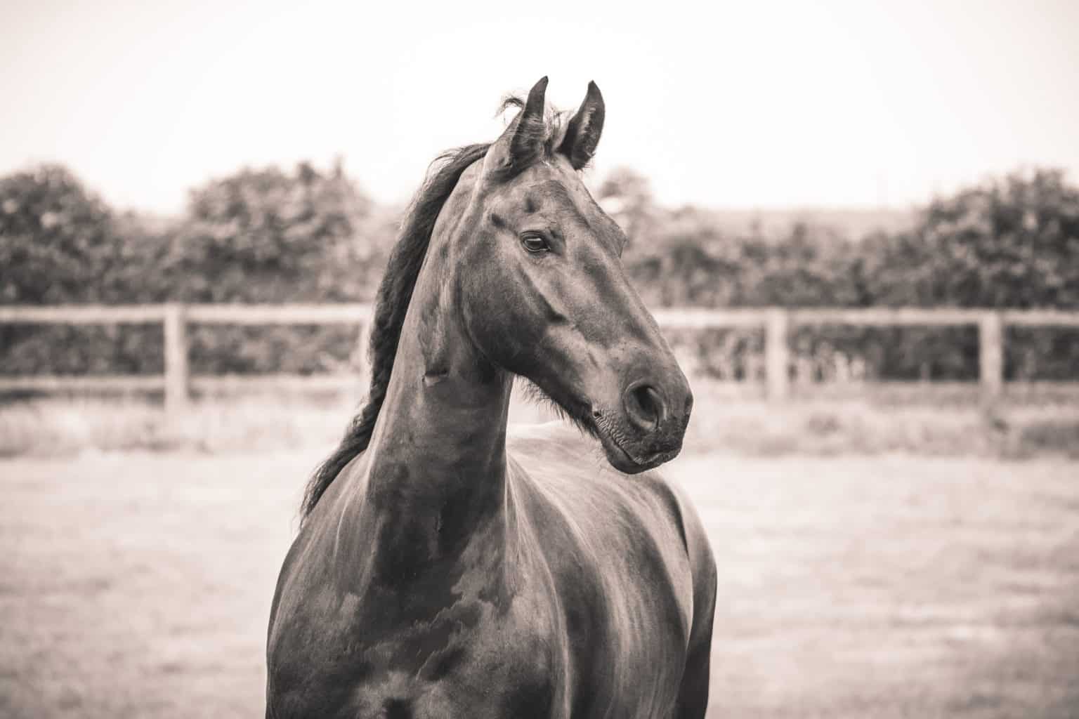 Irish Draught Horse: Origins, Care & Key Facts | Animalife